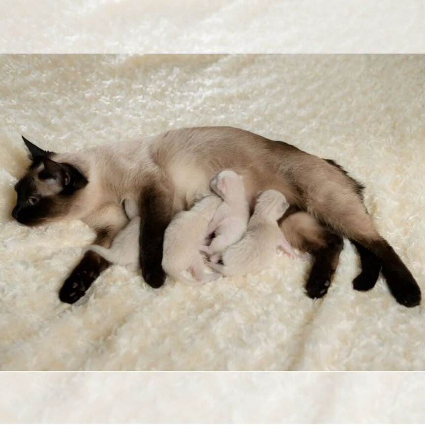 Тайский котёнок
