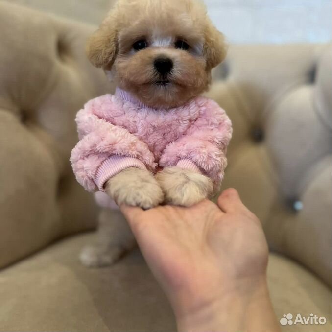 Мальтипу мини Ф1 малышка Корейский тип