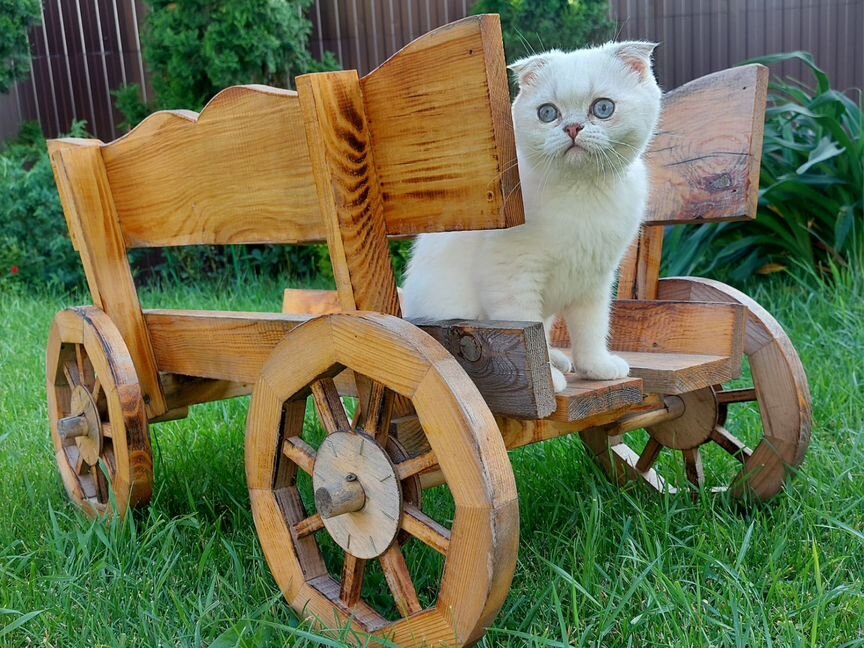 Девочка шотландская серебристая шиншилла поинт