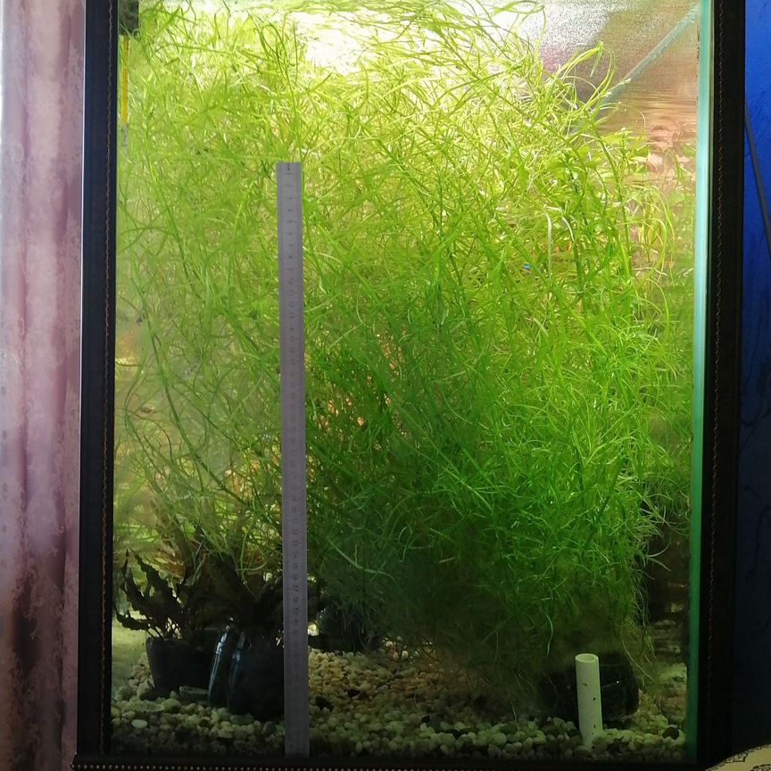 Наяс - наяда. Длинностебельное растение