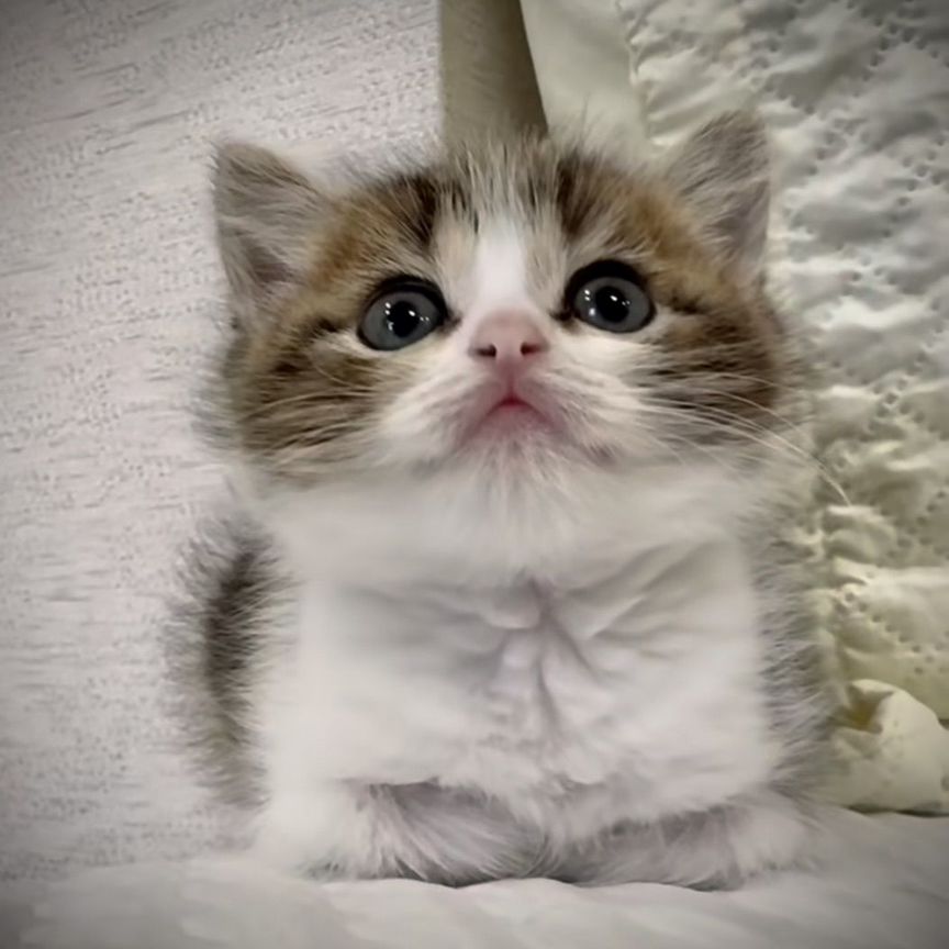 Котенок в самые родные руки