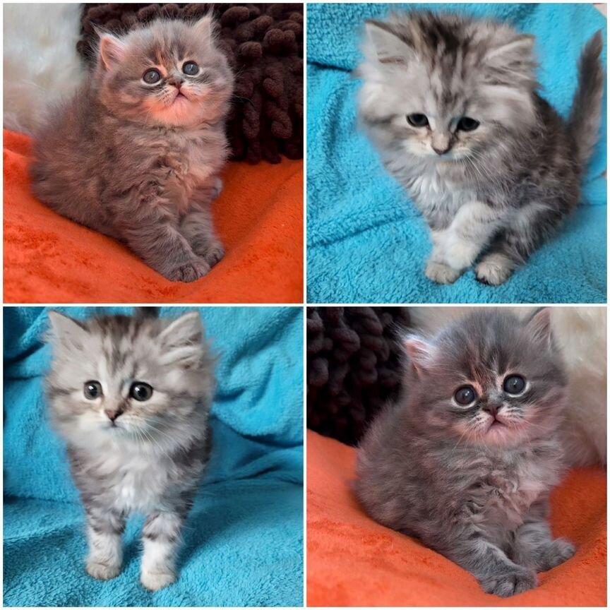 Пушистые мордастики)