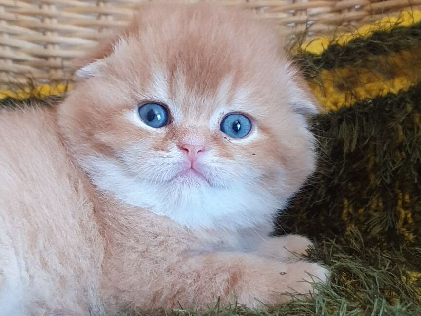 Шотландские плюшки