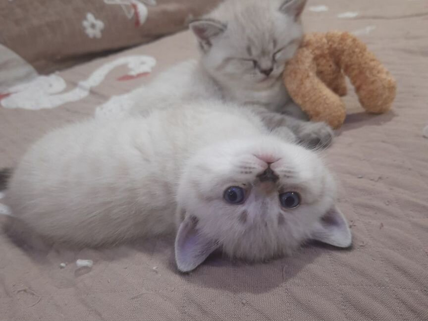 Кошки шотландец
