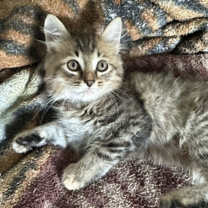 Котята отдам в добрые руки