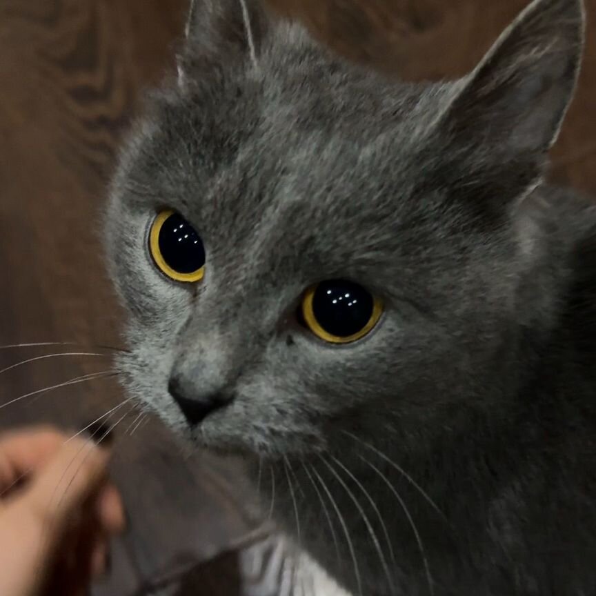 Кошечка в добрый руки