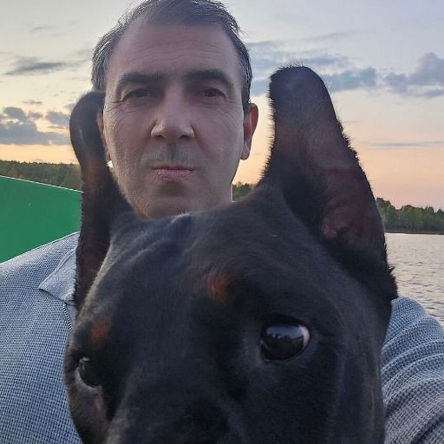 Кобель добермана вязка