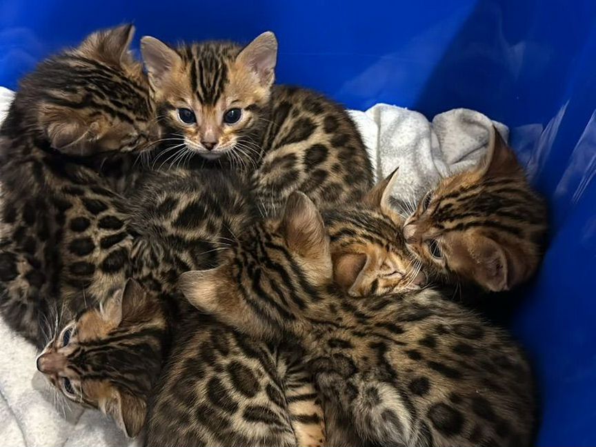 Бенгальские котята
