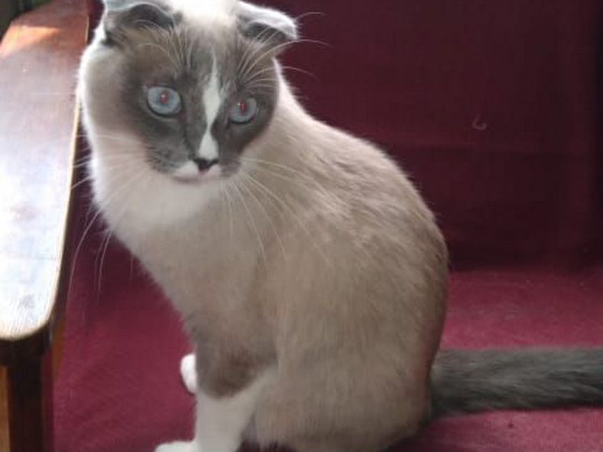 Кошка Шотландская в добрые руки