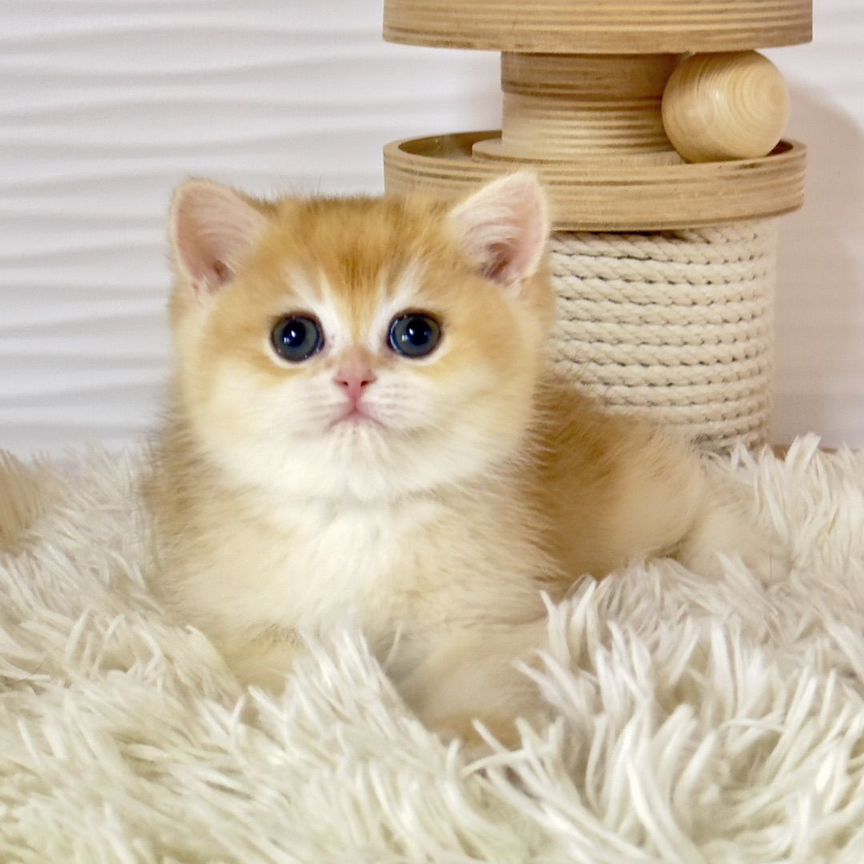 Британский котик