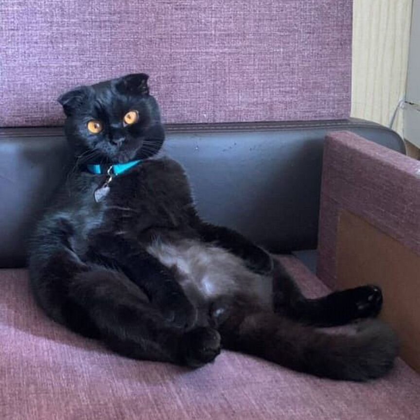 Кот Бегемот