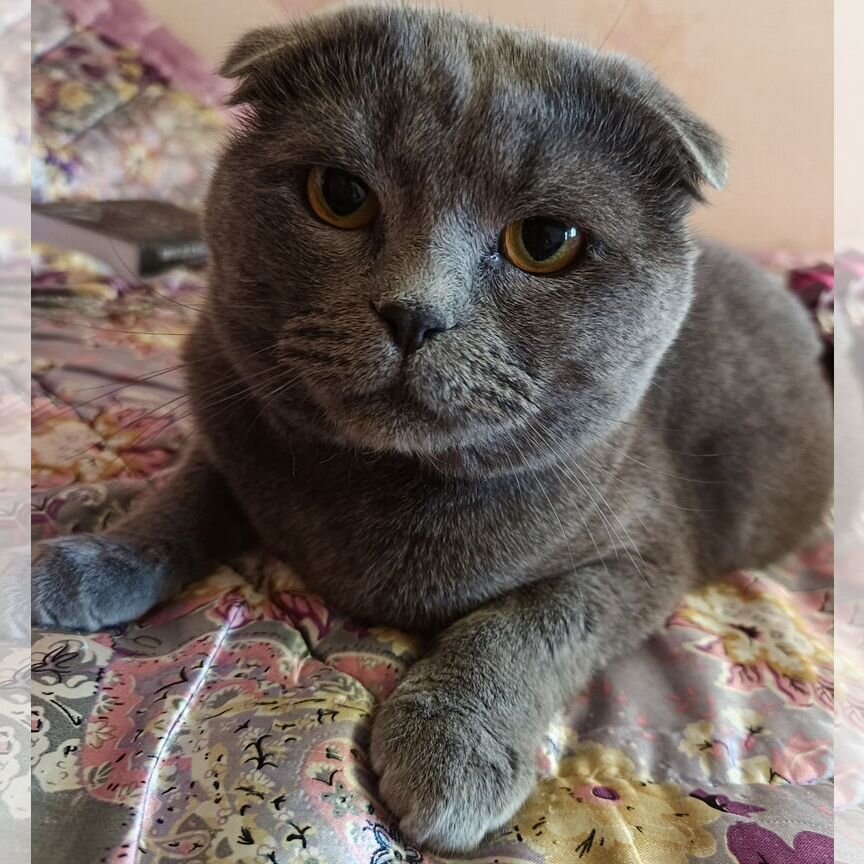 Кот шотландец вислоухий