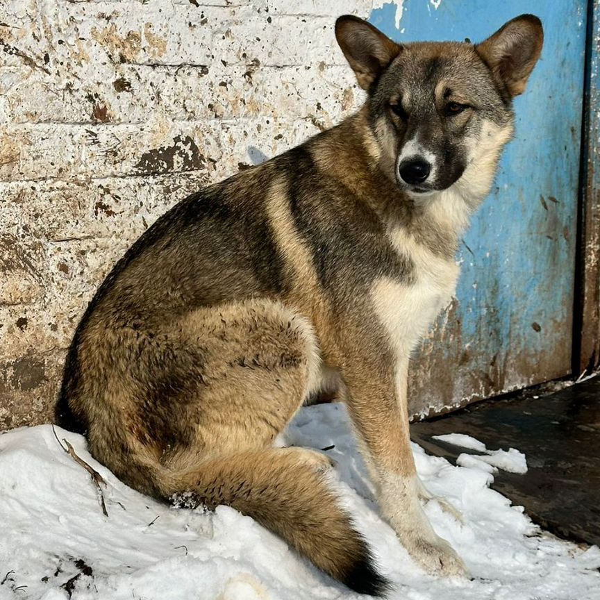 На ферму подкинули собачку