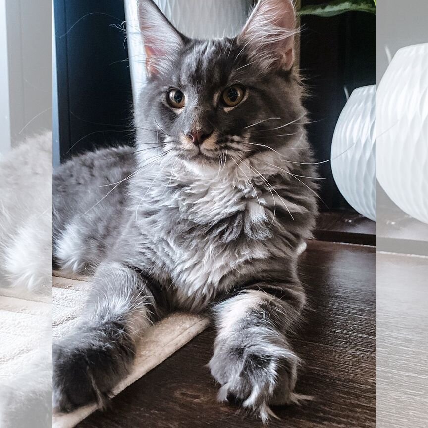 Мейн-кун котёнок