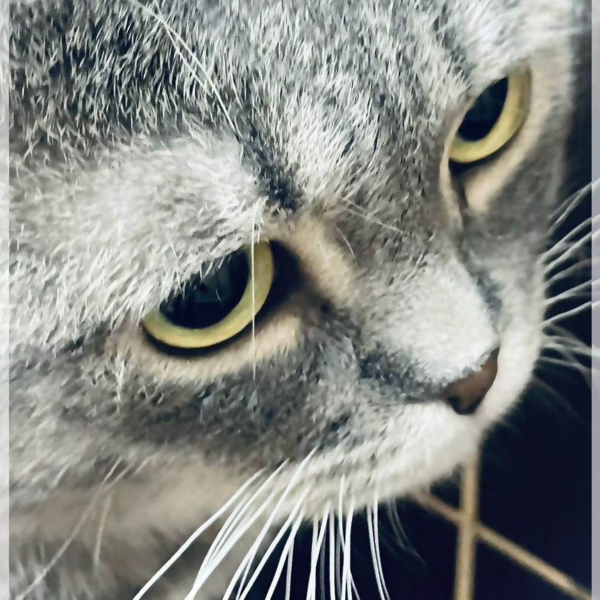 Шотландский вислоухий короткошёрстный кот, взрослый