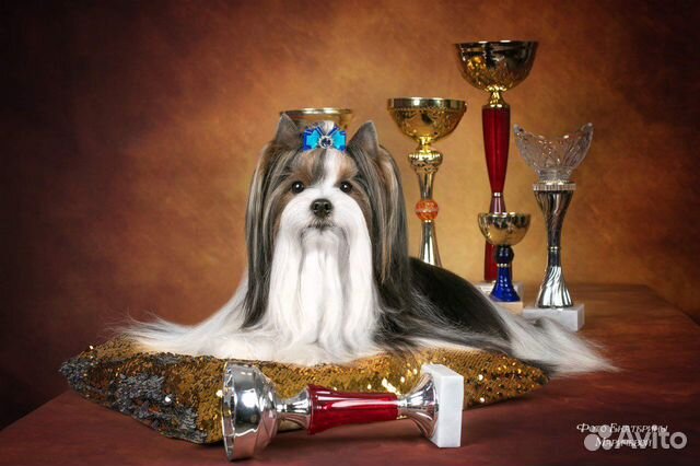 Бивер кобель вязка