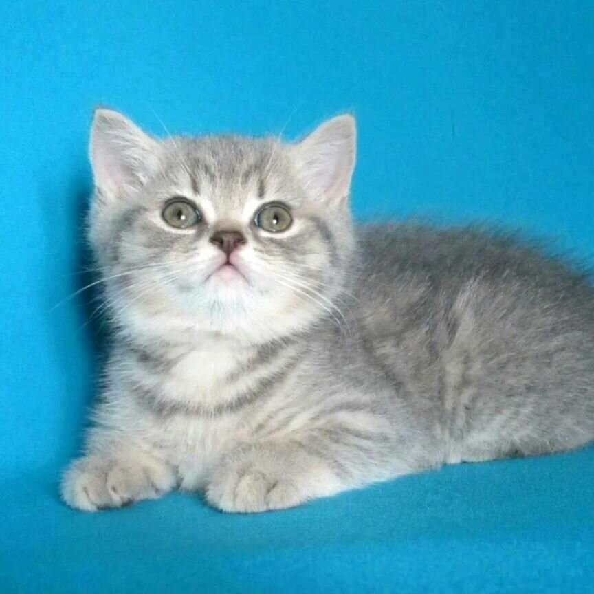 Плюшечки) окрас голубой табби