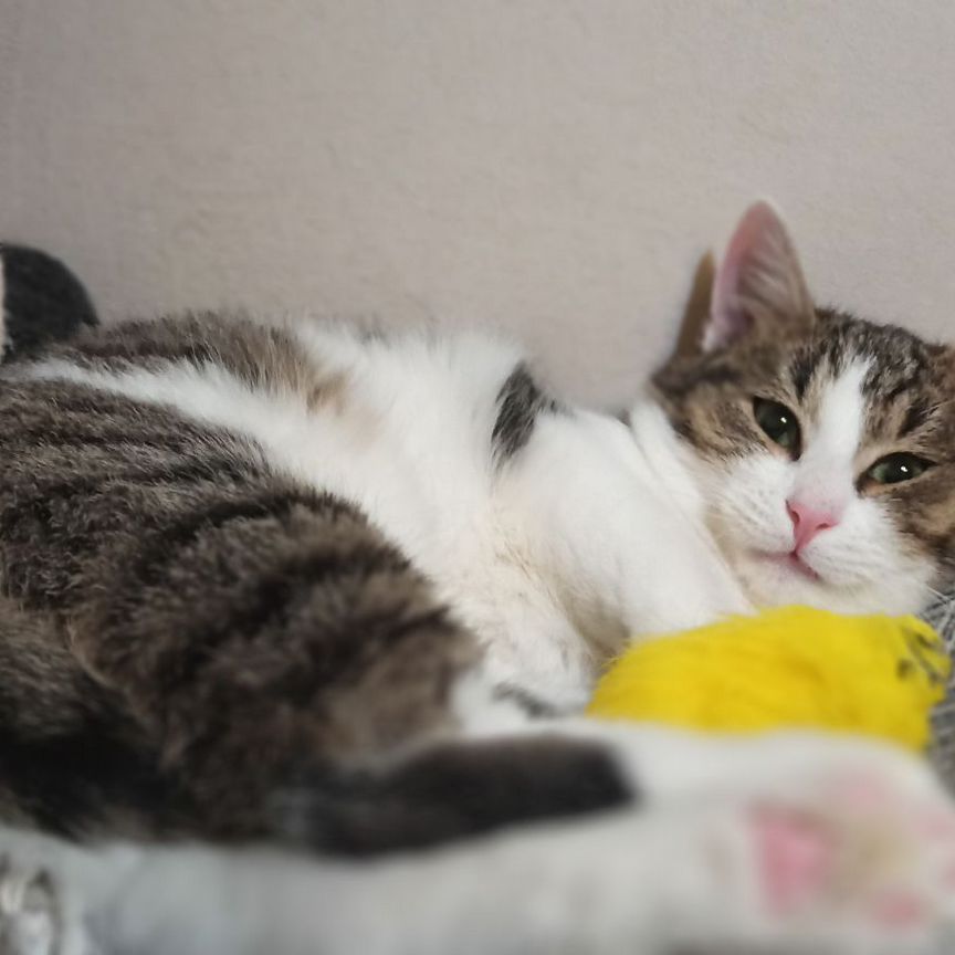 Котёнок Умка