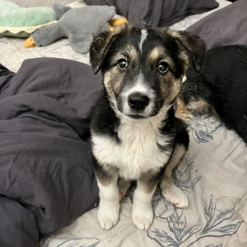 Щенок в добрые руки