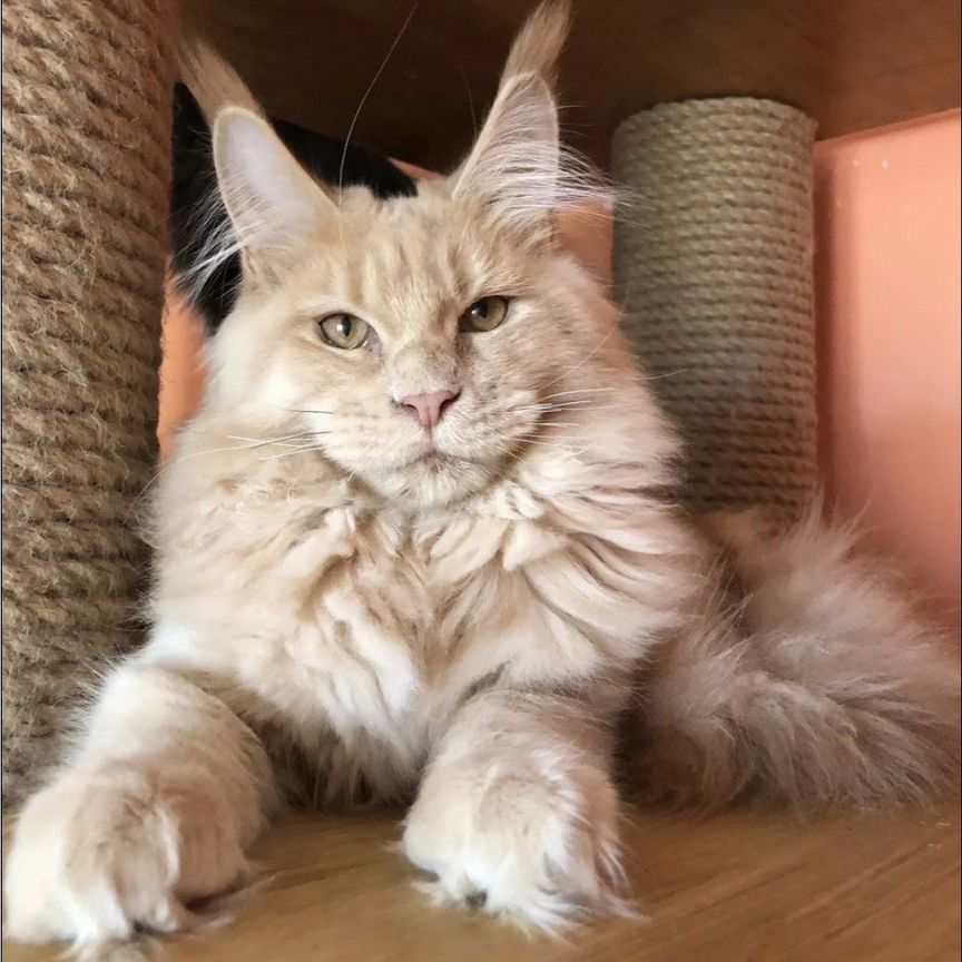 Мейн-кун котёнок