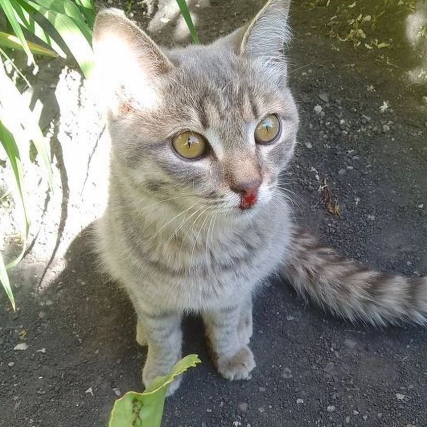 Котёнок в добрые руки