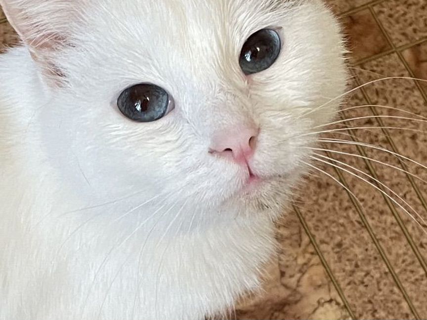 Синеглазка трехцветная