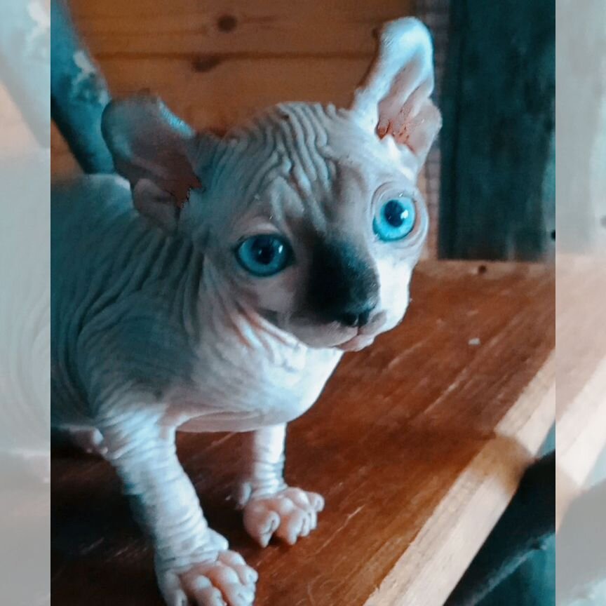 Канадский сфинкс котёнок