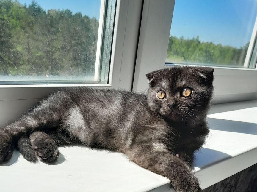 Шотландская Фолд котёнок