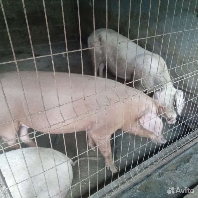 Поросята ландрас дюрок