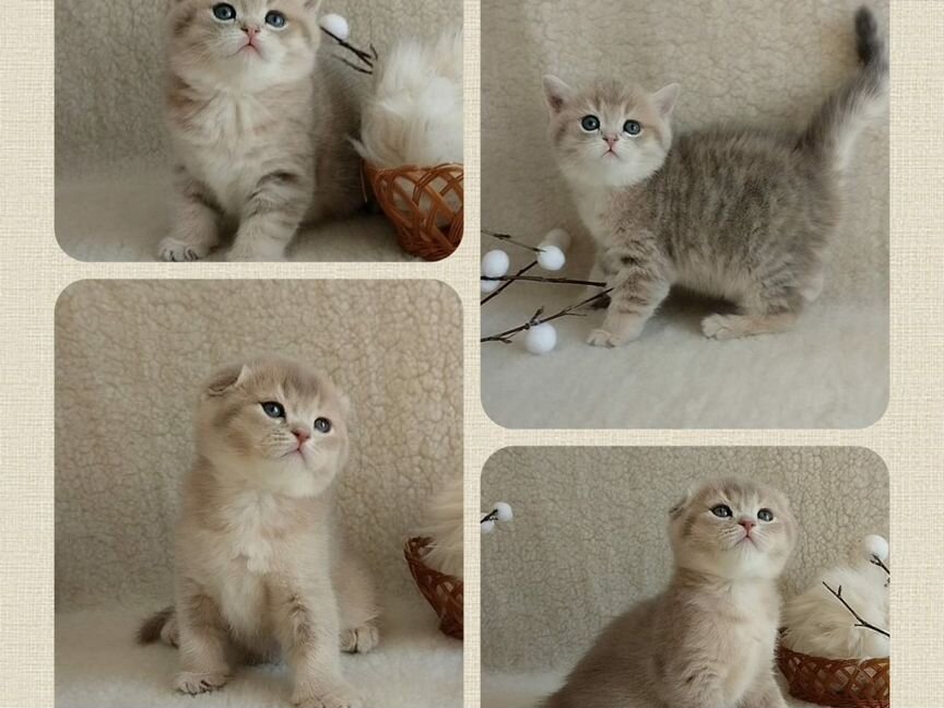 Шотландские котята