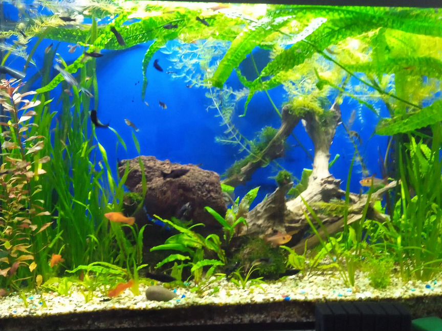 Аквариумные рыбки и растения