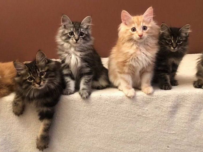 Сибирсике котята