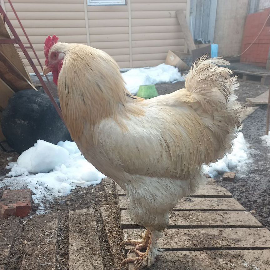 Молодые петухи