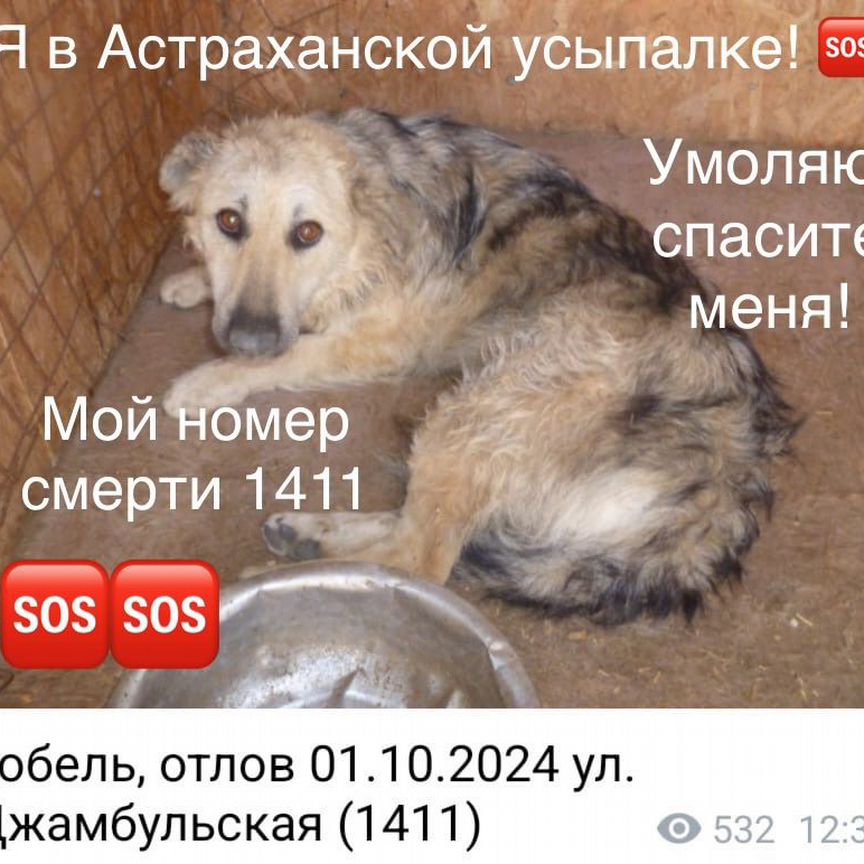 Собака в усыпалке