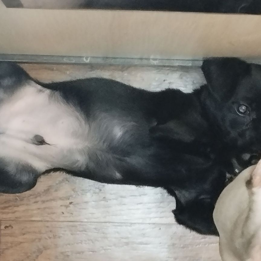 Отдам щенка в добрые руки