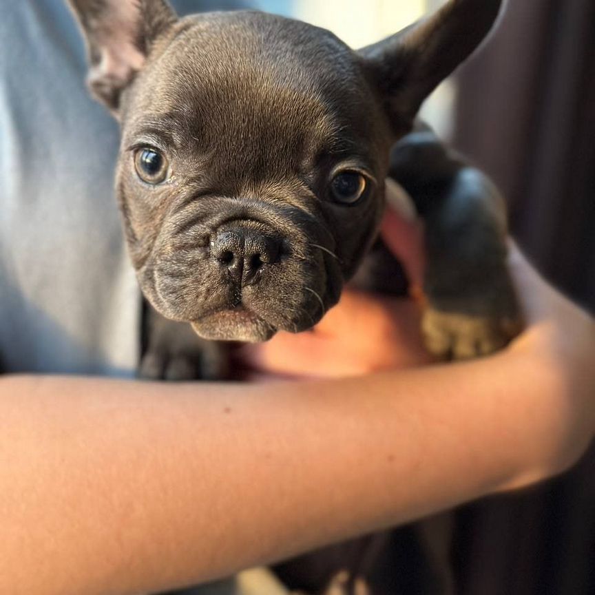 Шикарные французские бульдожки (3 мес.)