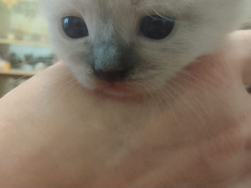 Кошки
