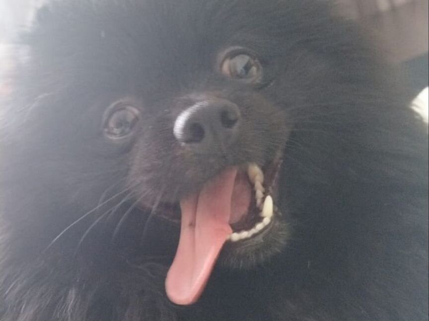 Немецкий шпиц