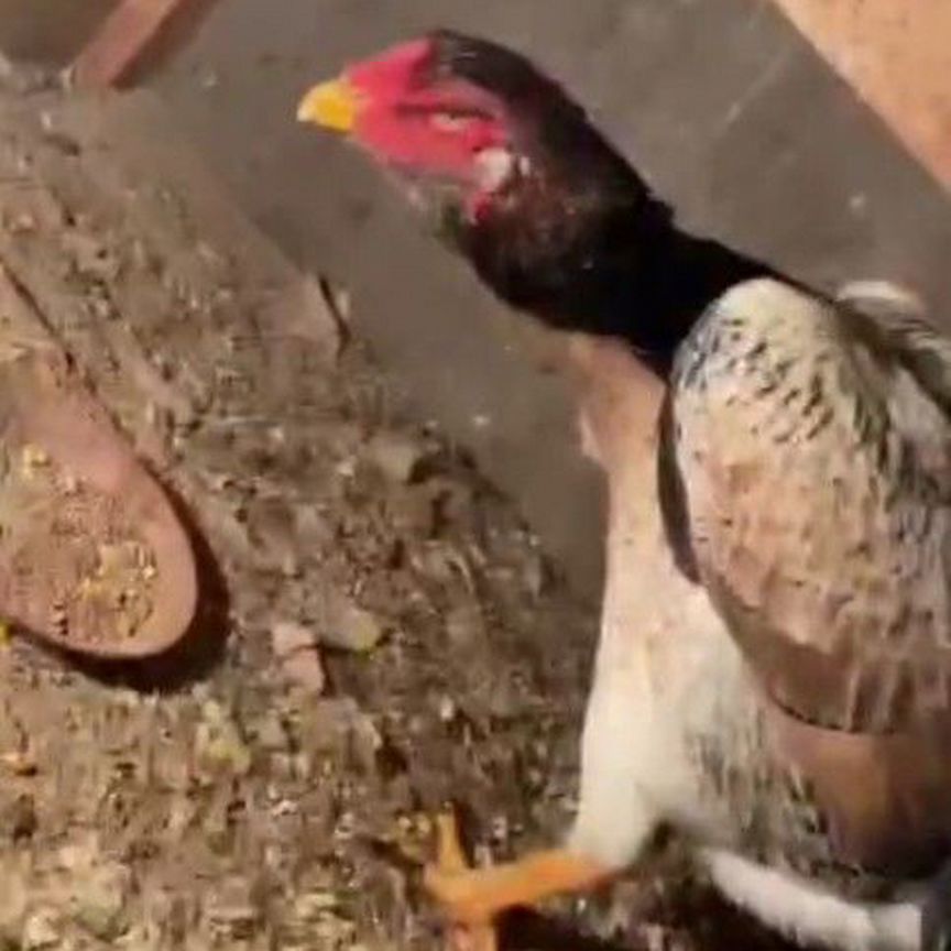 Шамо куры чистый