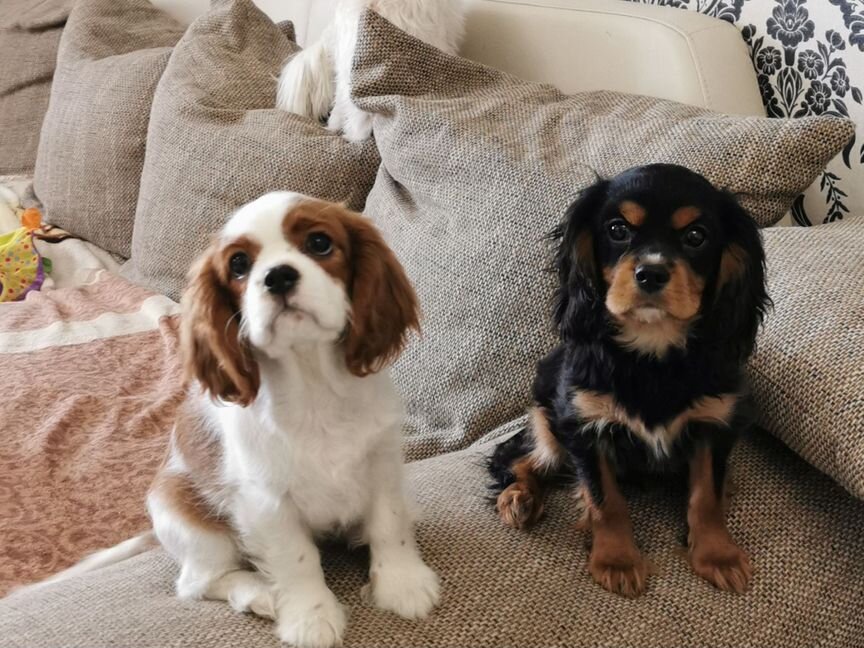 Щенок Кавалер Кинг Чарльз Спаниель