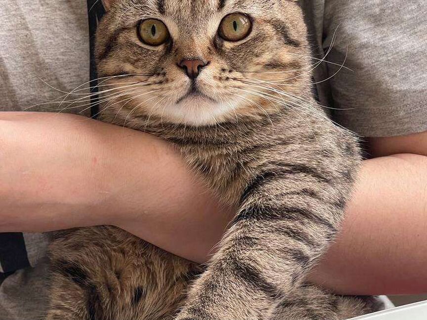 Котик в надежные руки