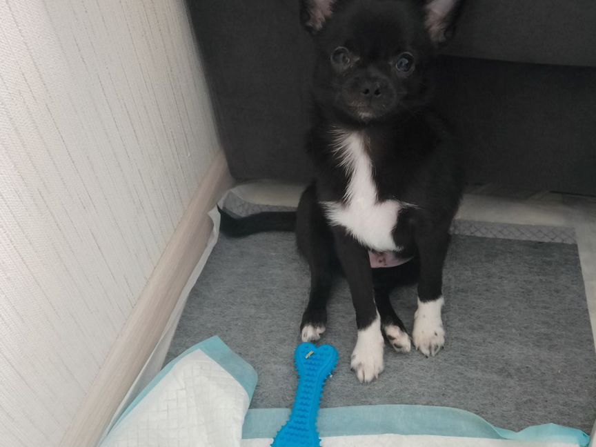 Щенок чихуахуа