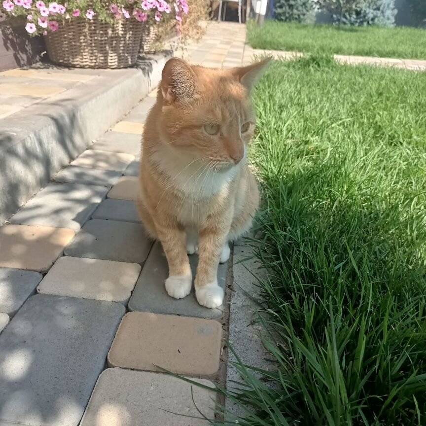 Кошка стерилизованная плюшка