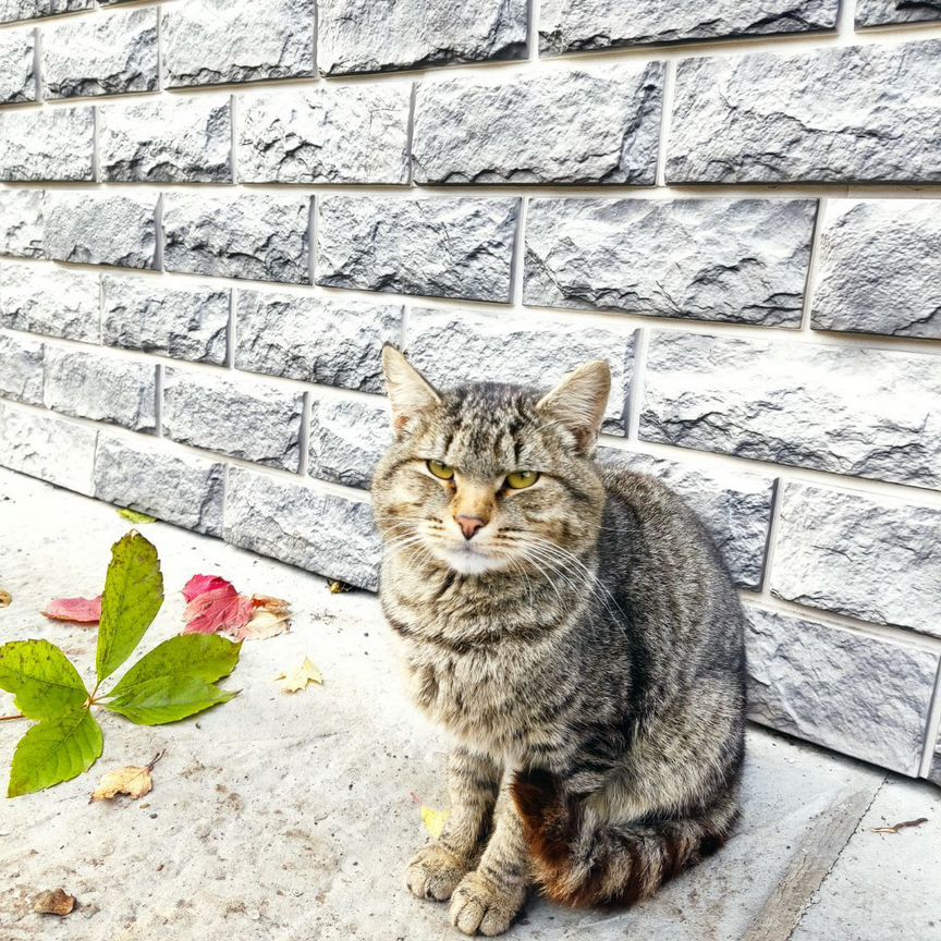 Котик бесплатно