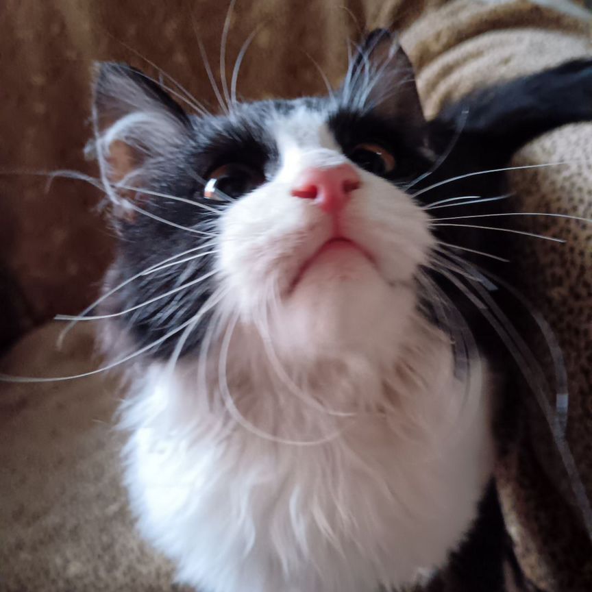 Котик в добрые руки