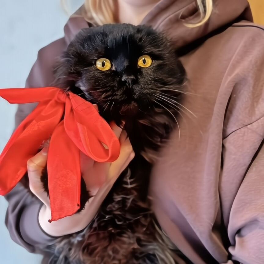 Взрослый кот в добрые руки