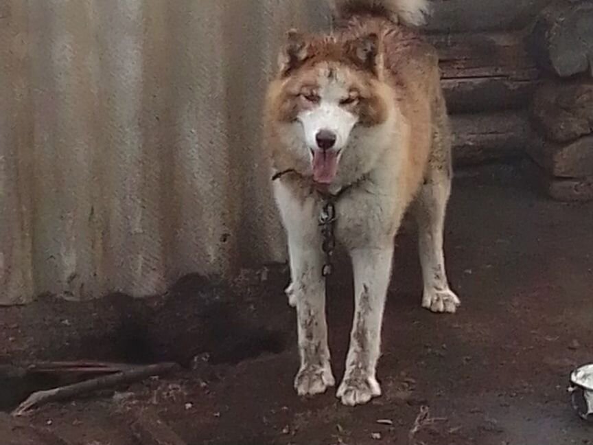 Собака