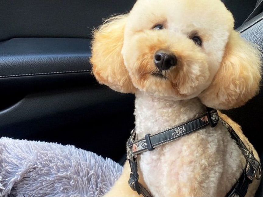 Той-пудель щенки