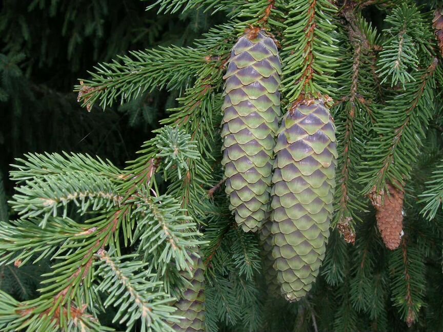 Шишки еловые зелёные