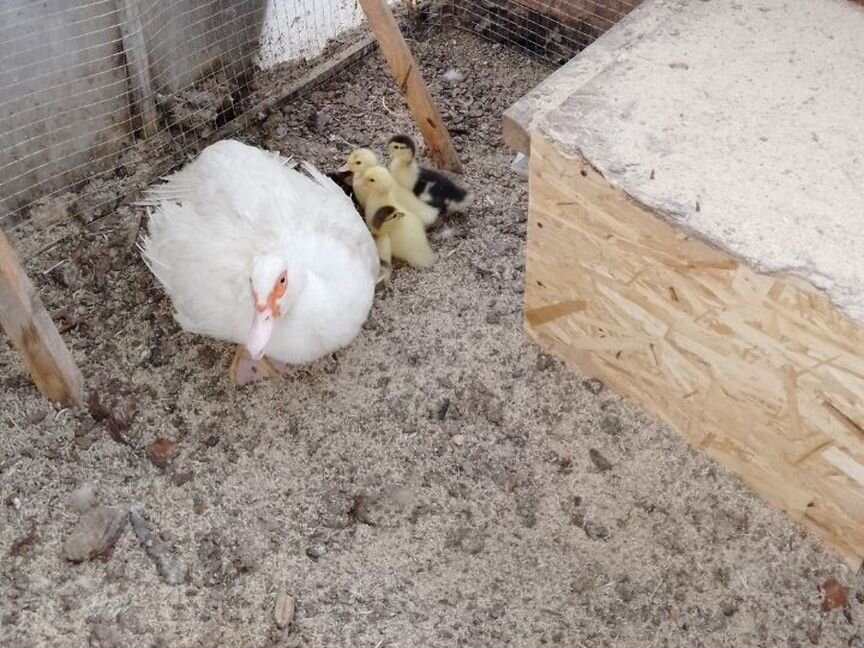 Продаю утят индоутки